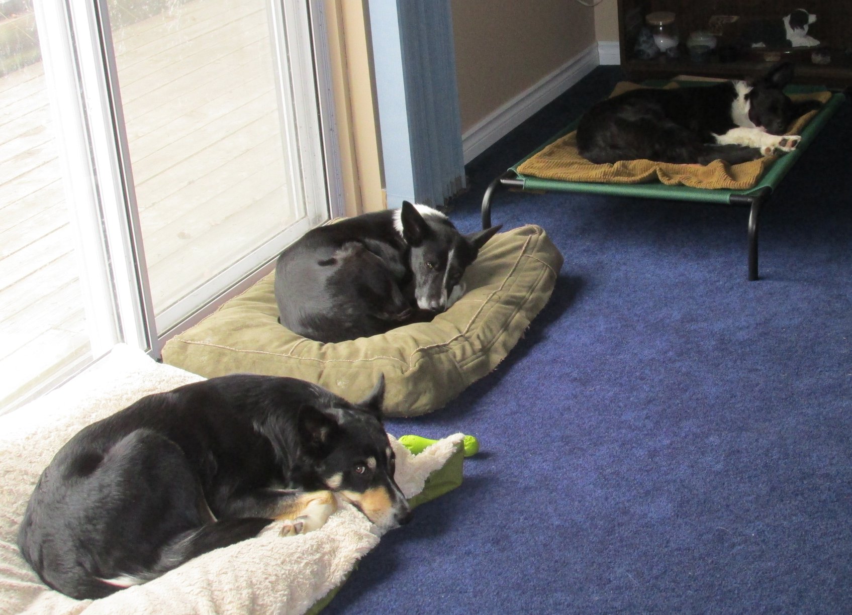 Zoom Classes & Workshops – Pawsome Connection Dog Training & Behavior